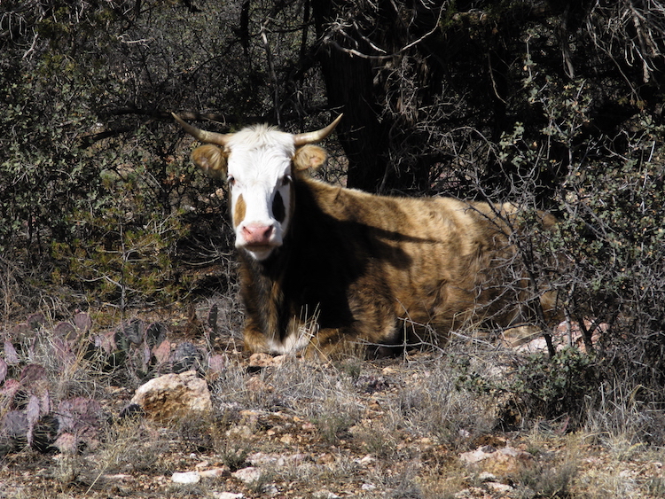 Government Plan to Gun Down Feral Cattle on Arizona Border Sparks ...